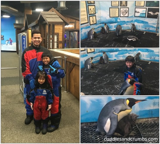 Baby Penguins at Ski Dubai | Cuddles and Crumbs
