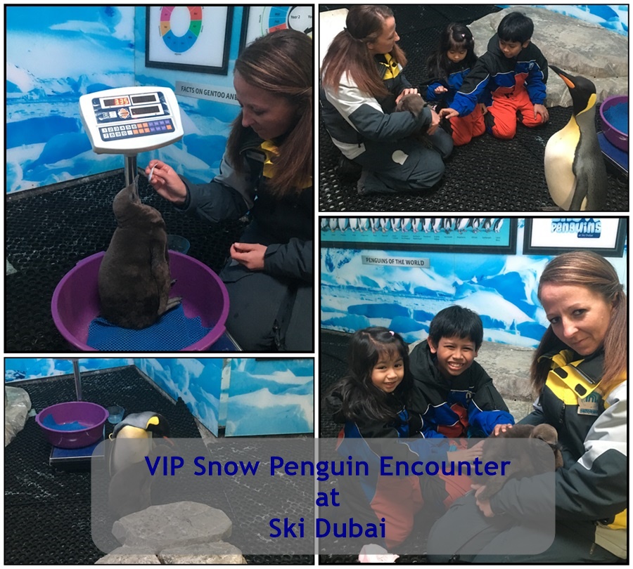 Baby Penguins at Ski Dubai | Cuddles and Crumbs
